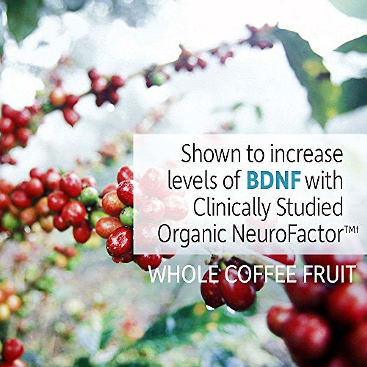 Garden of Life Dr. Formulated Organic Brain Health Memory & Focus for Teens and Young Adults 60 Tablets