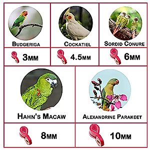 Parrot Bird Harness Leash Anti-bite Outdoor Flying Training Rope with 5pcs Different Sizes of Soft Foot Loops and Training Whistle(Upgraded Version of Ankle Ring)