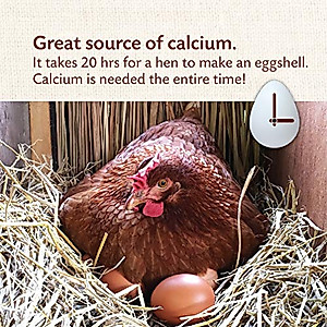 Manna Pro Crushed Oyster Shell - Calcium Supplement for Laying Hens - Chicken Feed for Egg-Laying Chickens - 5 lbs