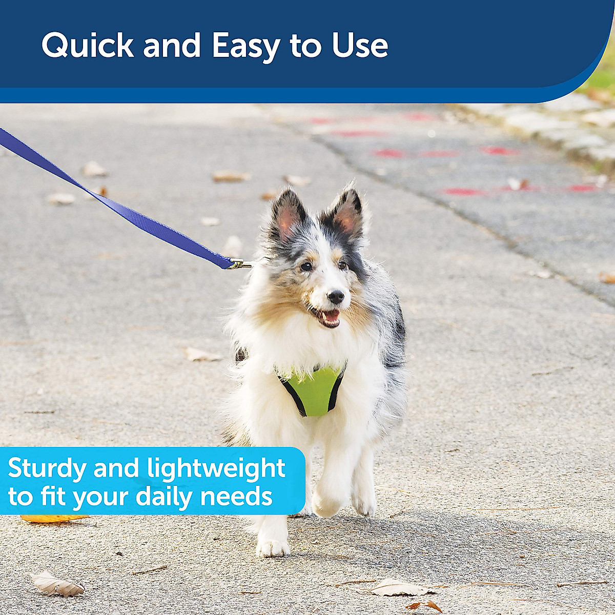 PetSafe Nylon Dog Leash - Strong, Durable, Traditional Style Leash with Easy to Use Bolt Snap - 1 in. x 6 ft., Royal Blue