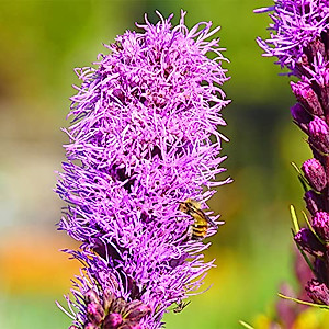 QAUZUY GARDEN 500 Seeds Blazing Star Seeds Purple Dense Blazing Star Gay Feather Liatris Spicata Flower Seeds- Beautiful Hardy Flowers - Attract Pollinators& Low Maintain