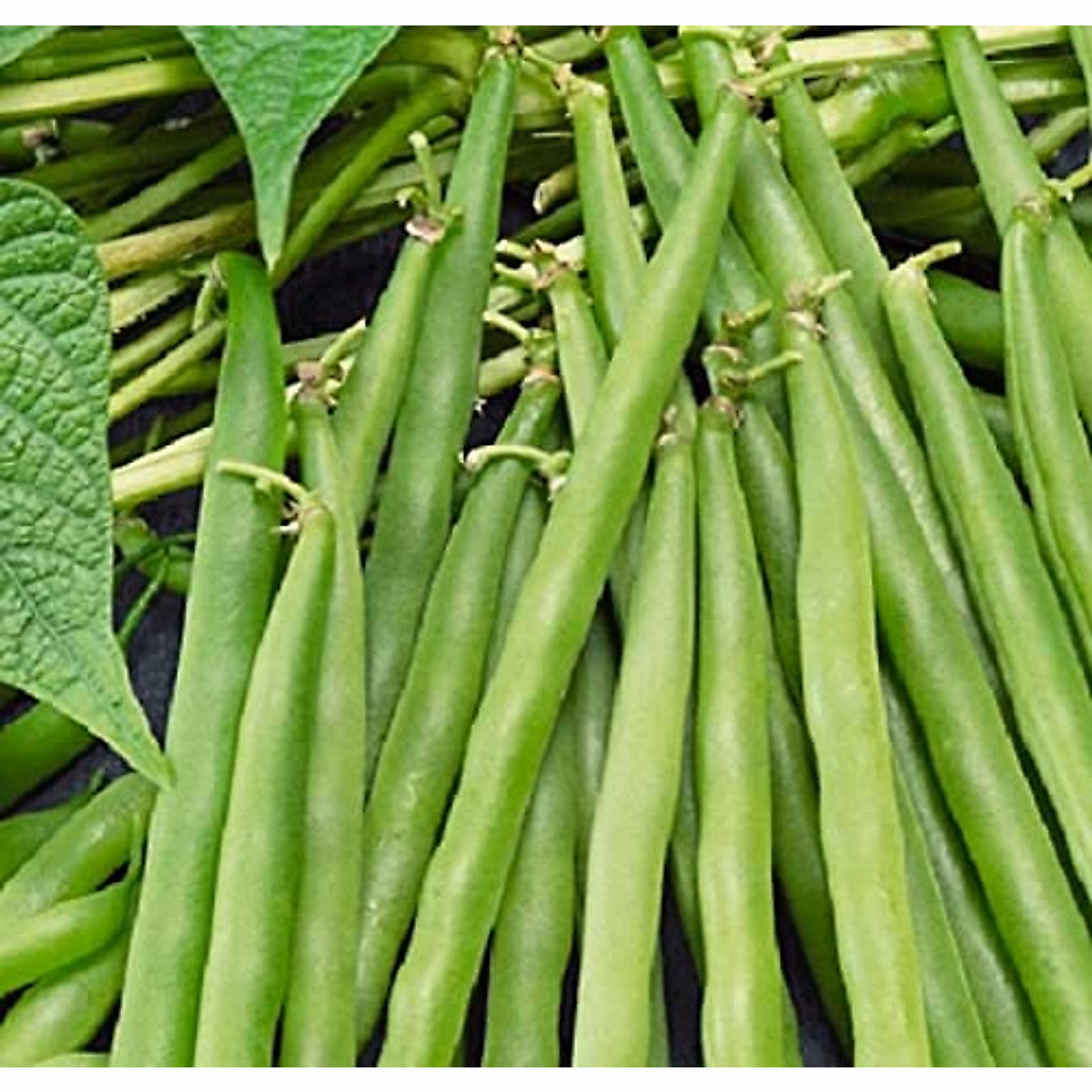25 Greencrop Bush Bean Seeds | Non-GMO | Heirloom | Instant Latch Fresh Garden Seeds
