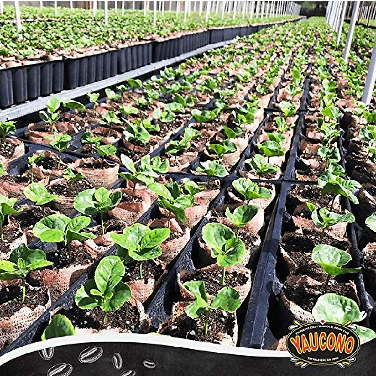 Yaucono Ground Coffee, Medium Roast, 10 Ounce Can (Pack of 2)