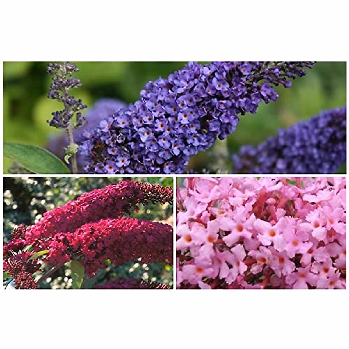 GardenGeng 300+ Butterfly Bush Seeds - Non-GMO - Perennial Mix Color Butterfly Bush Seeds for Planting Outdoor/Home Garden