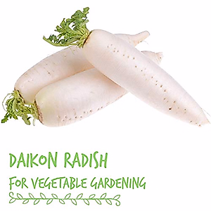 Organic Radish Sprouting Seeds - 1 Pound Non-GMO Daikon Radish Seeds - Plant & Grow Microgreens Indoors