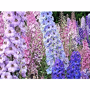 Larkspur Rocket Mix Colors Blend Flower Seeds, 250+ Flower Seeds Per Packet, (Isla's Garden Seeds), Non GMO & Heirloom Seeds, Botanical Name: Delphinium ajacis, Great Home Garden Gift