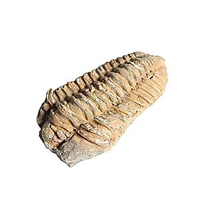 Real Trilobite Fossil Over 520 Million Years Old - Dey Designs Certificate of Authenticity