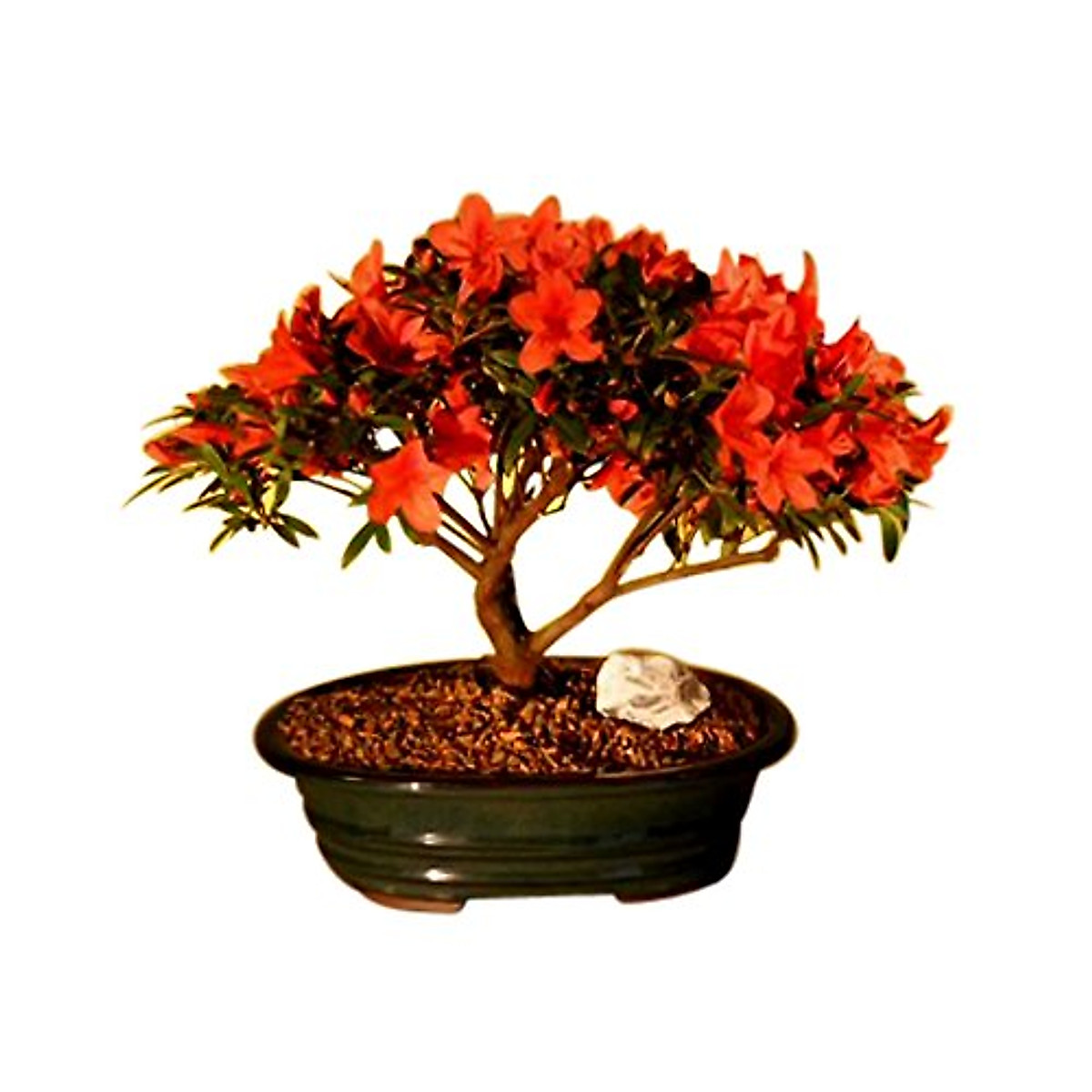 Bonsai Boy Flowering Red Azalea ('Hino Crimson' (Kurume)