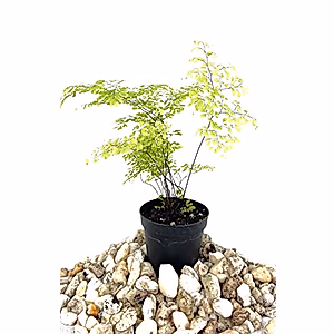 Mini Fairy Garden - Terrarium Fern Assortment - 6 Live Plants in 2 Inch Pots - Rare Ferns from Florida - Growers Choice Based On Health, Beauty and Availability