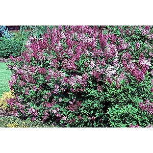 Miss Kim Manchurian Dwarf Lilac - Syringa - Outdoors/Bonsai - 4" Pot