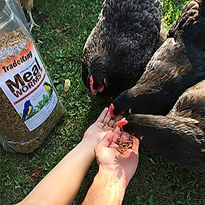 TradeKing 5 lb Dried Mealworms - High Protein Treat for Wild Birds, Chicken, Fish & Reptiles