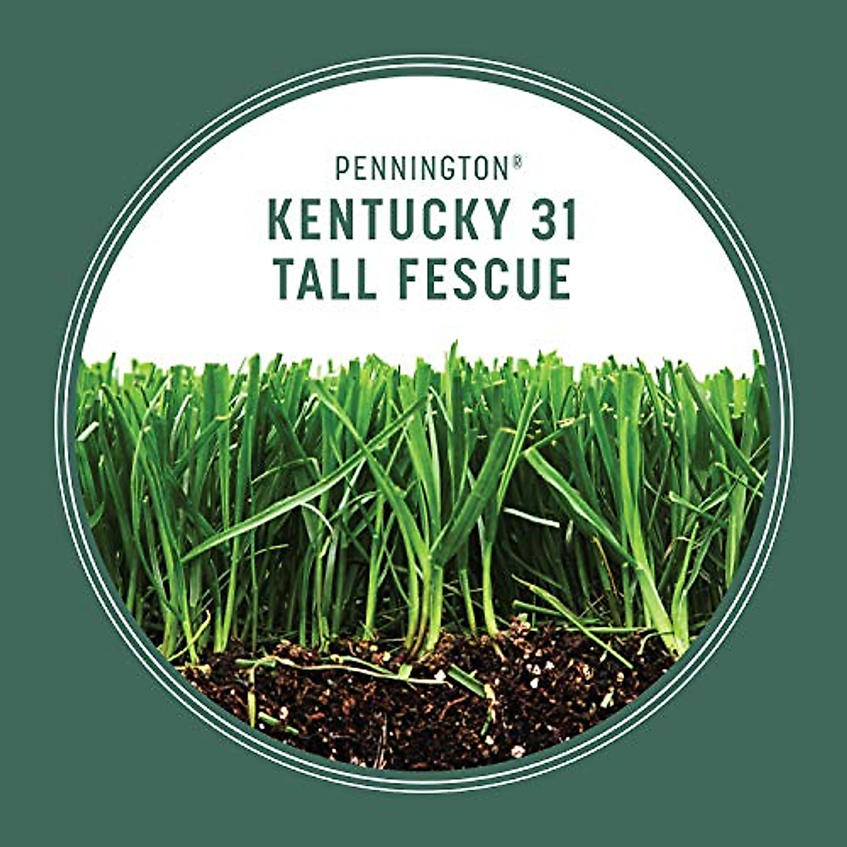 Pennington Kentucky 31 Tall Fescue Grass Seed 20 lb