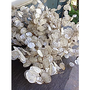 TomorrowSeeds - Money Plant Seeds - 150+ Count Packet - Non GMO USA Lunaria Annual Honesty Silver Dollar Plant Wildflower Garden Flower