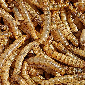 MBTP Bulk Dried Mealworms - Treats for Chickens & Wild Birds (5 Lbs)
