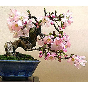 35+ Pcs Bonsai Tree Japanese Sakura Seeds, Rare Japanese Cherry Blossoms Flowers Seeds for Planting, Pink Prunus Serrulata Seeds SB0
