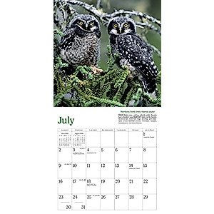 Audubon Little Owls Mini Wall Calendar 2023: A Year of Fluffy and Round Owls