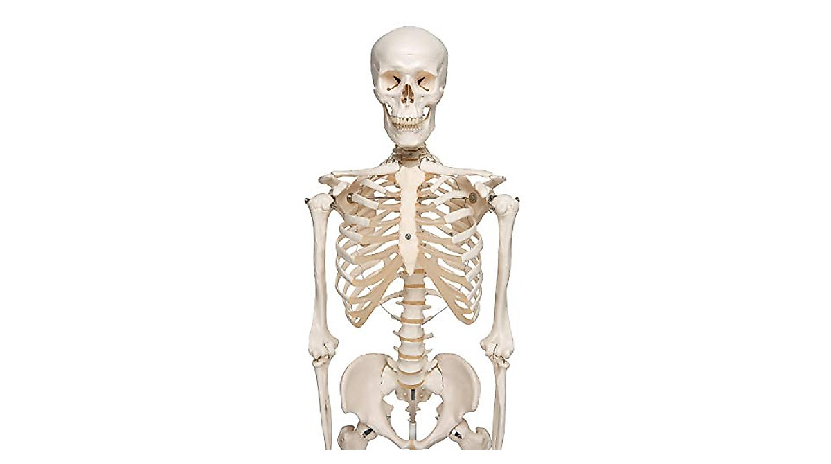 3B Scientific A10 Stan Skeleton with Stand | Human Anatomy Model
