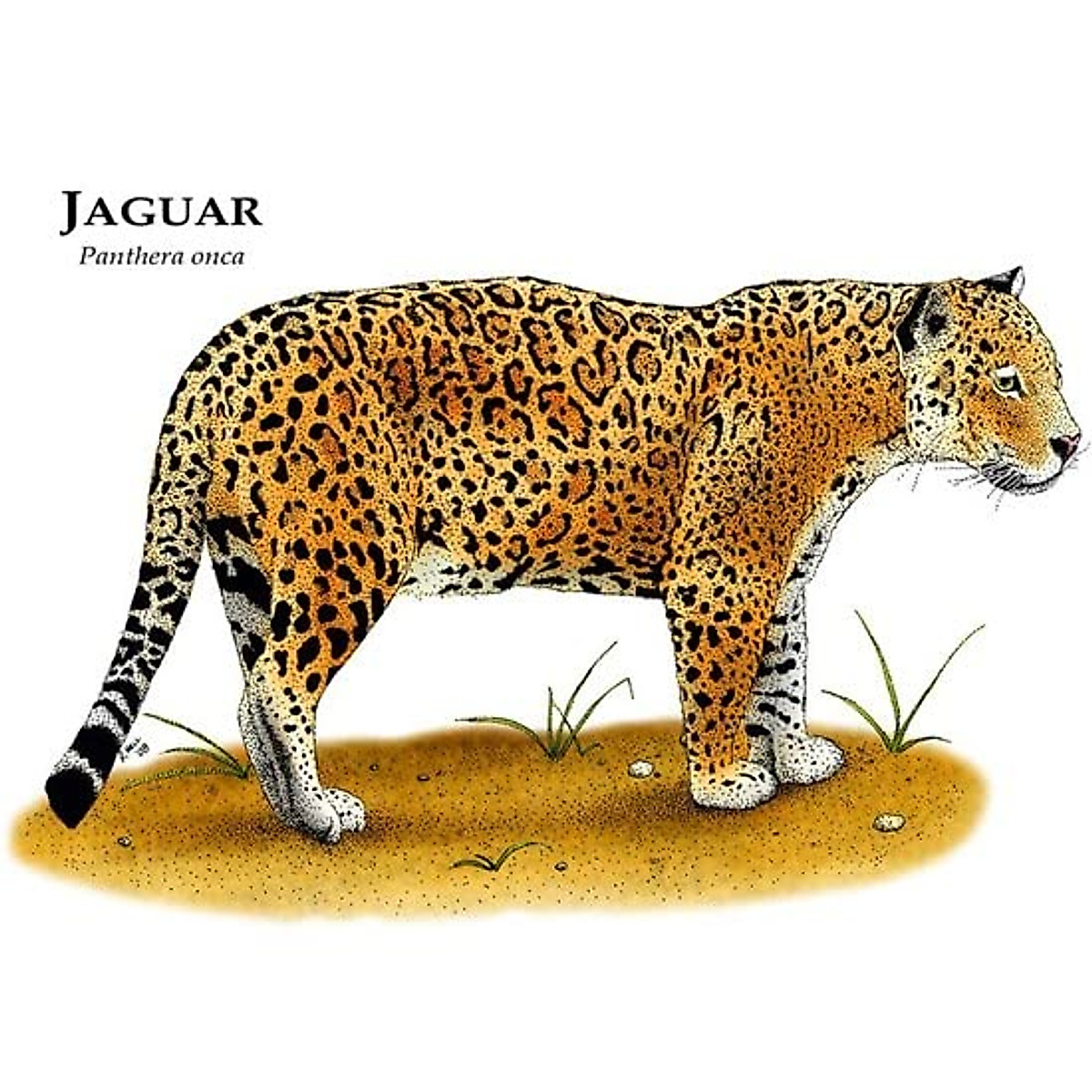 CafePress Jaguar Mug Ceramic Coffee Mug, Tea Cup 11 oz