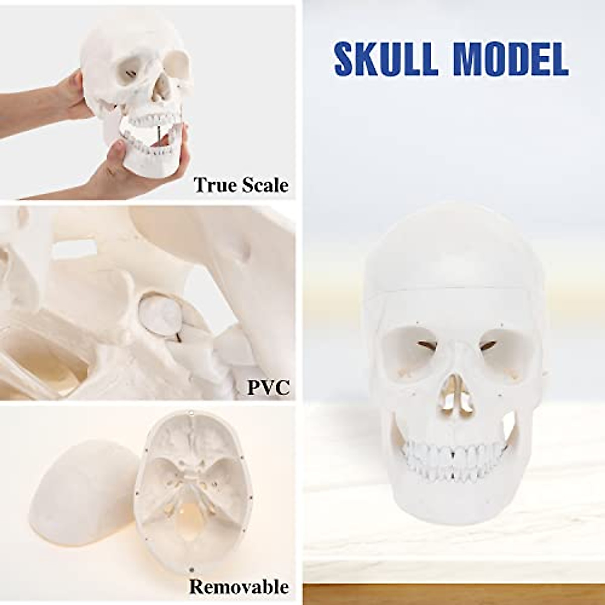 Human Skull Anatomical Model, HINGONS Adult Sized Skull 3-Part Removable Skull Cap and Moving Jaw, for Student Human Anatomy Learning