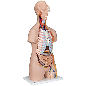 3B Scientific B11 Plastic 16 Part Classic Unisex Human Torso Model, 9.8" Length x 15" Width x 34.3" Height
