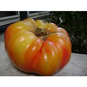 75+ Mr Stripey Heirloom Tomato Seeds