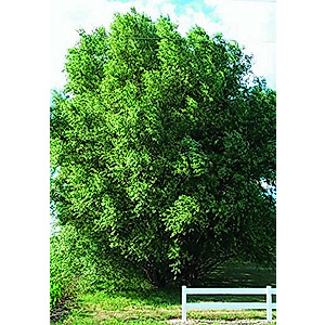 50 Hybrid Willow Trees -Fastest Growing Trees in The World - Austree Grow 10 Ft/Yr - 50 Live Tree Plants