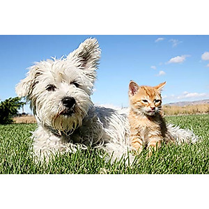 cat Urinary Diet - PET Healthy Urinary Complex - Dogs and Cats - Natural - VETS Recommended - cat Marshmallows - 1 Bottle (90 Treats)