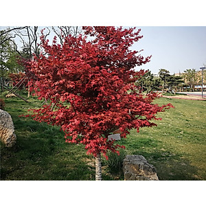 Rare Flower Seeds Rare Seeds Red Japanese Maple Seeds Acer palmatum Seeds atropurpureum Seeds 20 Seeds