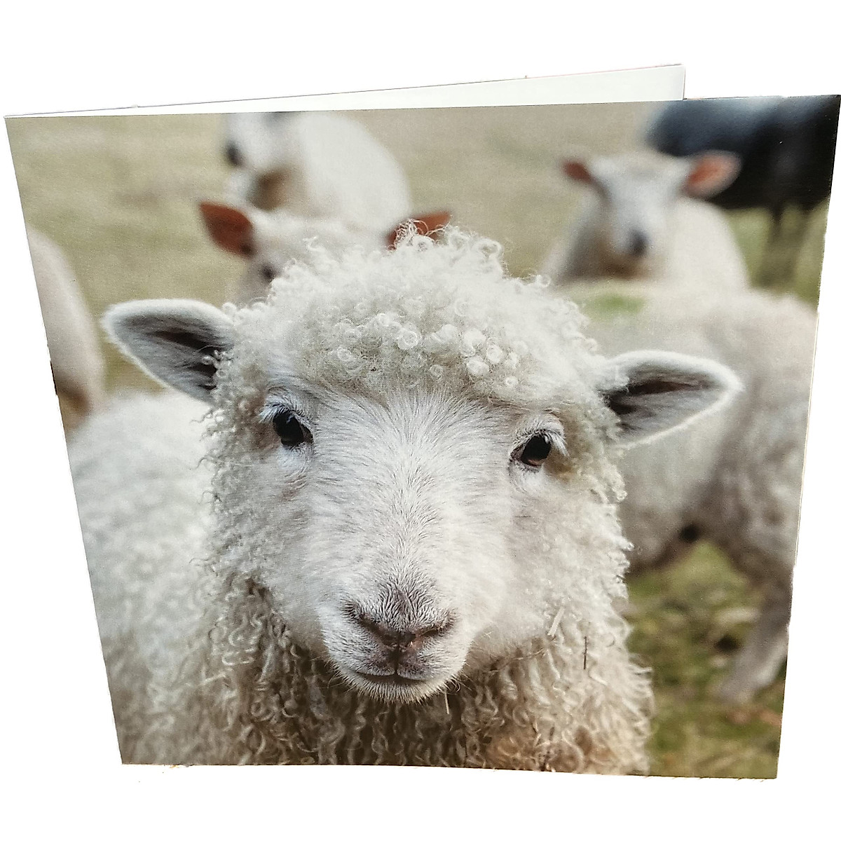 Maturi Sheep Photographic Blank Birthday Greetings Card, 6" x 6" Square