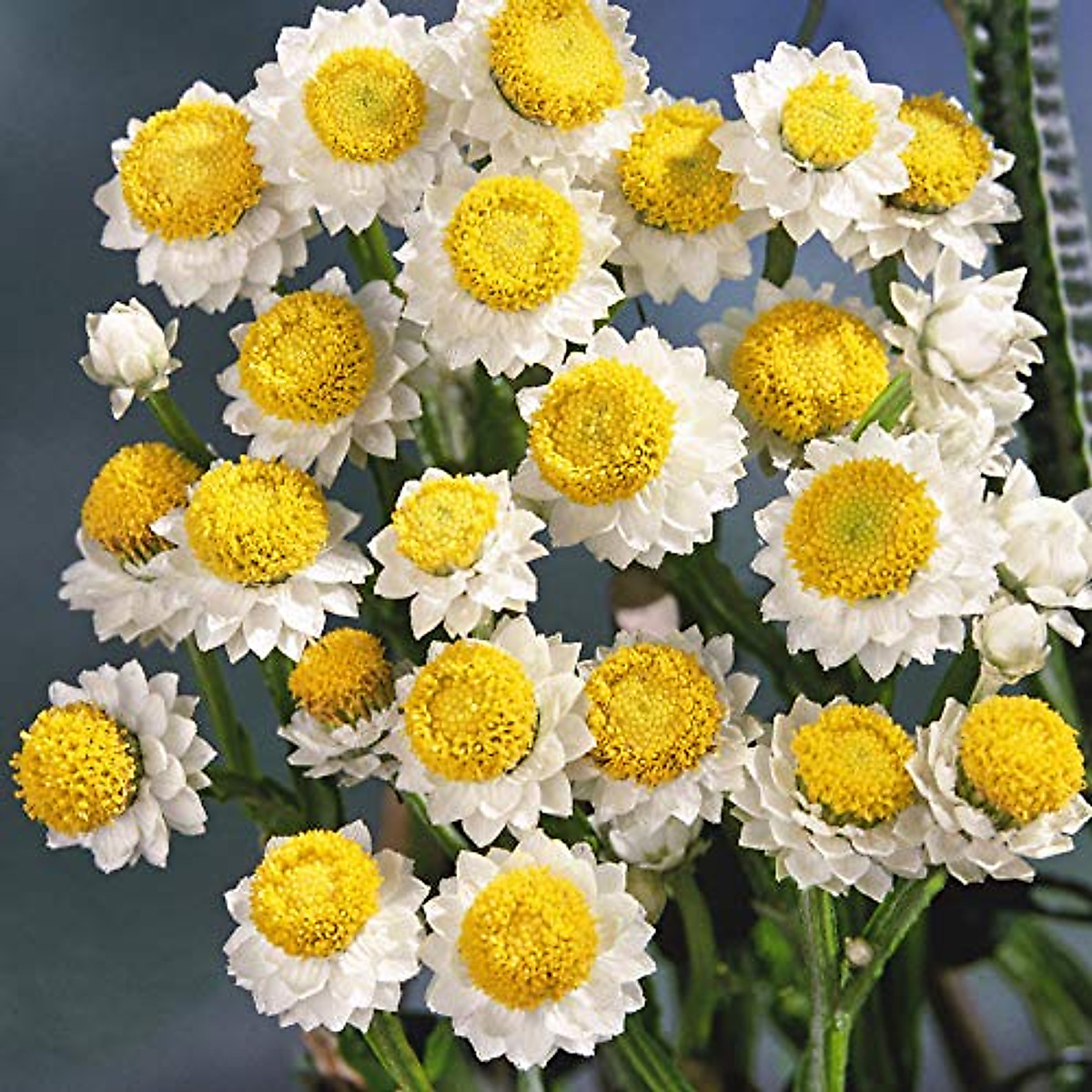 Outsidepride Ammobium Alatum Winged Everlasting Garden Flower Plant Seeds - 5000 Seeds
