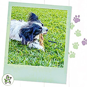 Nature Gnaws Braided Bully Sticks for Dogs - Premium Natural Beef Bones - Long Lasting Dog Chew Treats for Small and Medium Breeds - Rawhide Free - 6 Inch (3 Count)