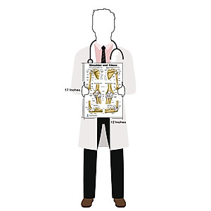 Foot and Ankle, Hand and Wrist, Shoulder and Elbow, Hip and Knee Anatomical Poster Set, size 12Wx17T