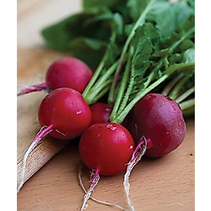 Burpee Cherry Belle Radish Seeds 1000 seeds
