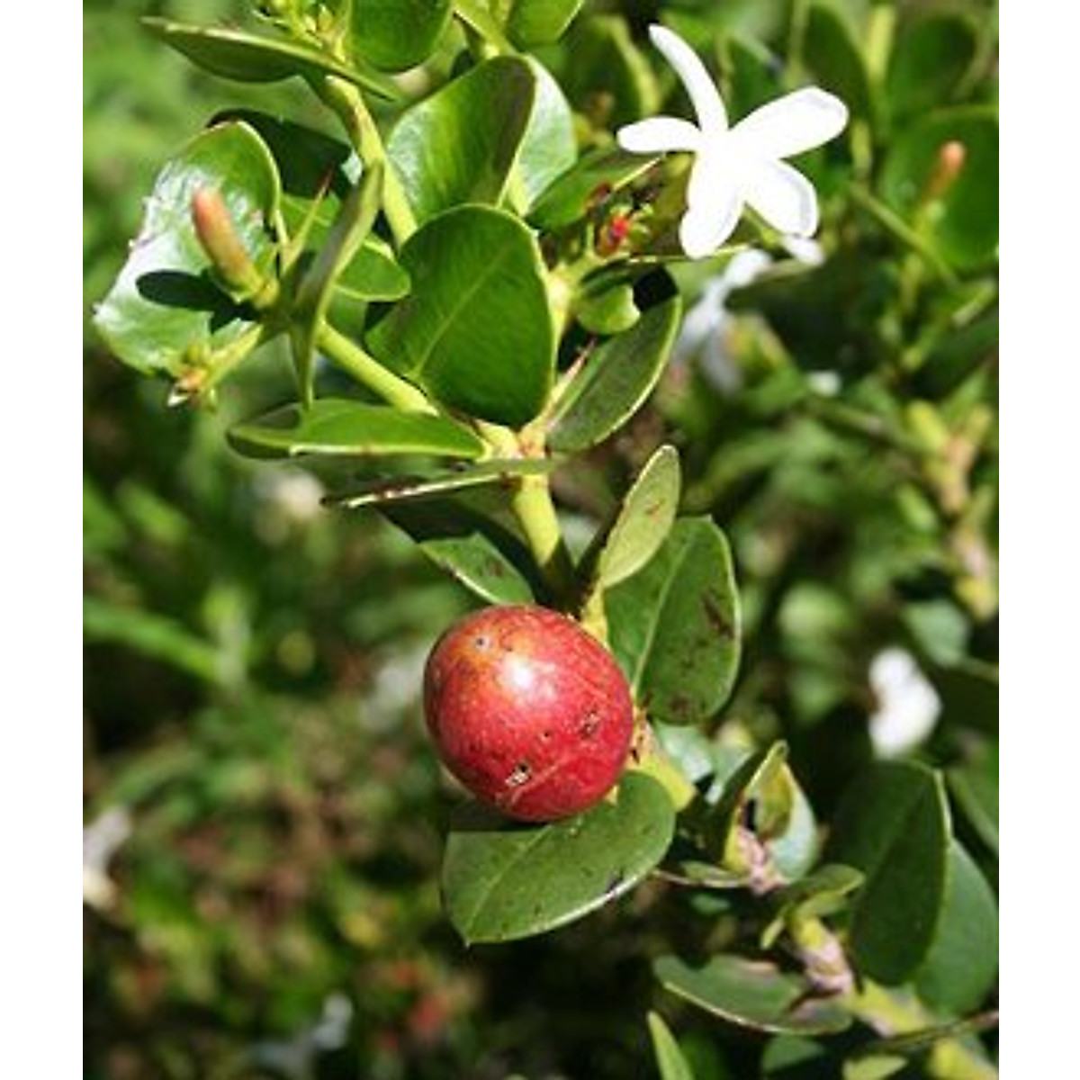Bonsai Boy Flowering Dwarf Plum - Medium carissa macrocarpa