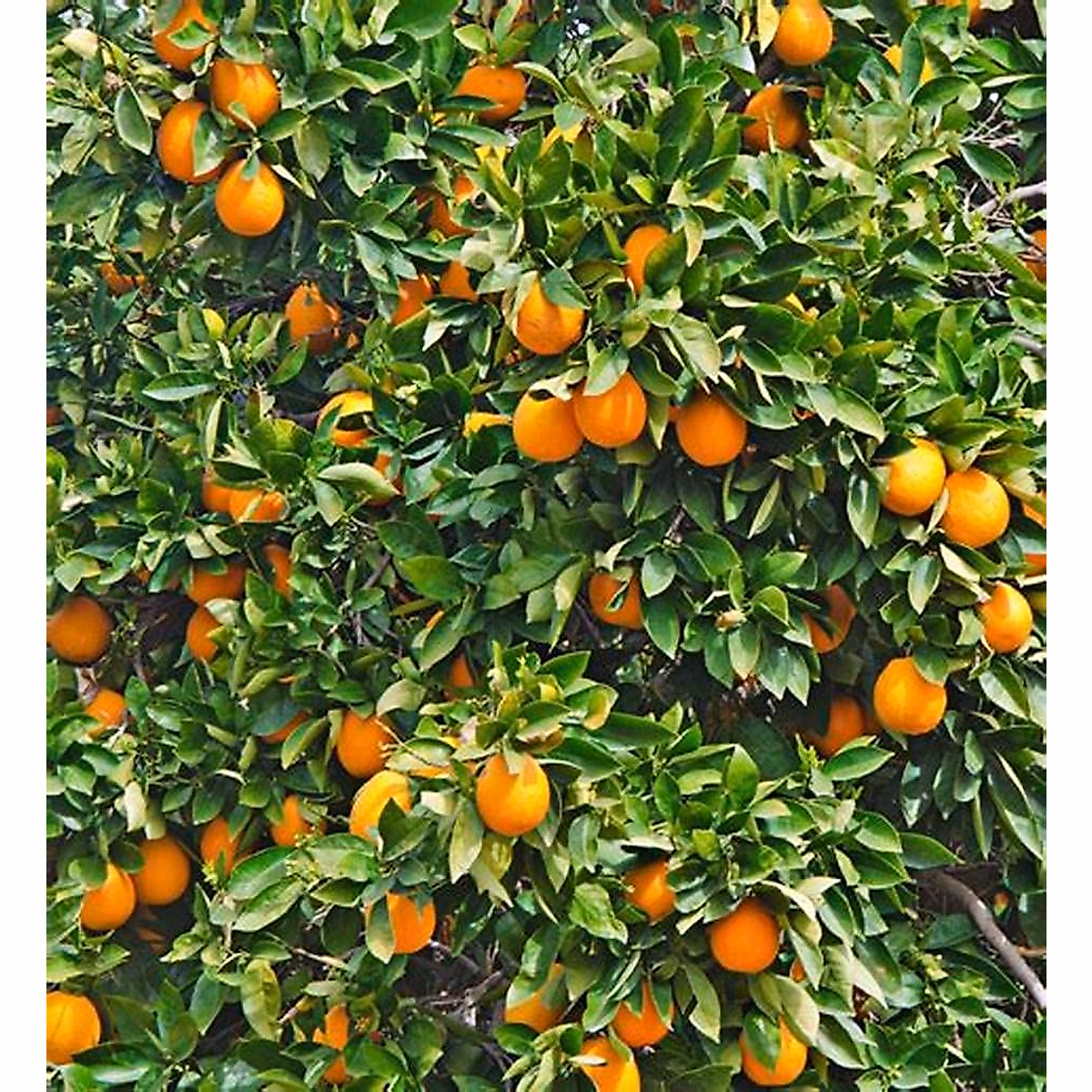 LOUISECON Seedless Citrus Orange Tree Seeds Delicious Navel Oranges 1-2 ft Indoor/Outdoor Fruit Tree Tasty and 30 Seedless