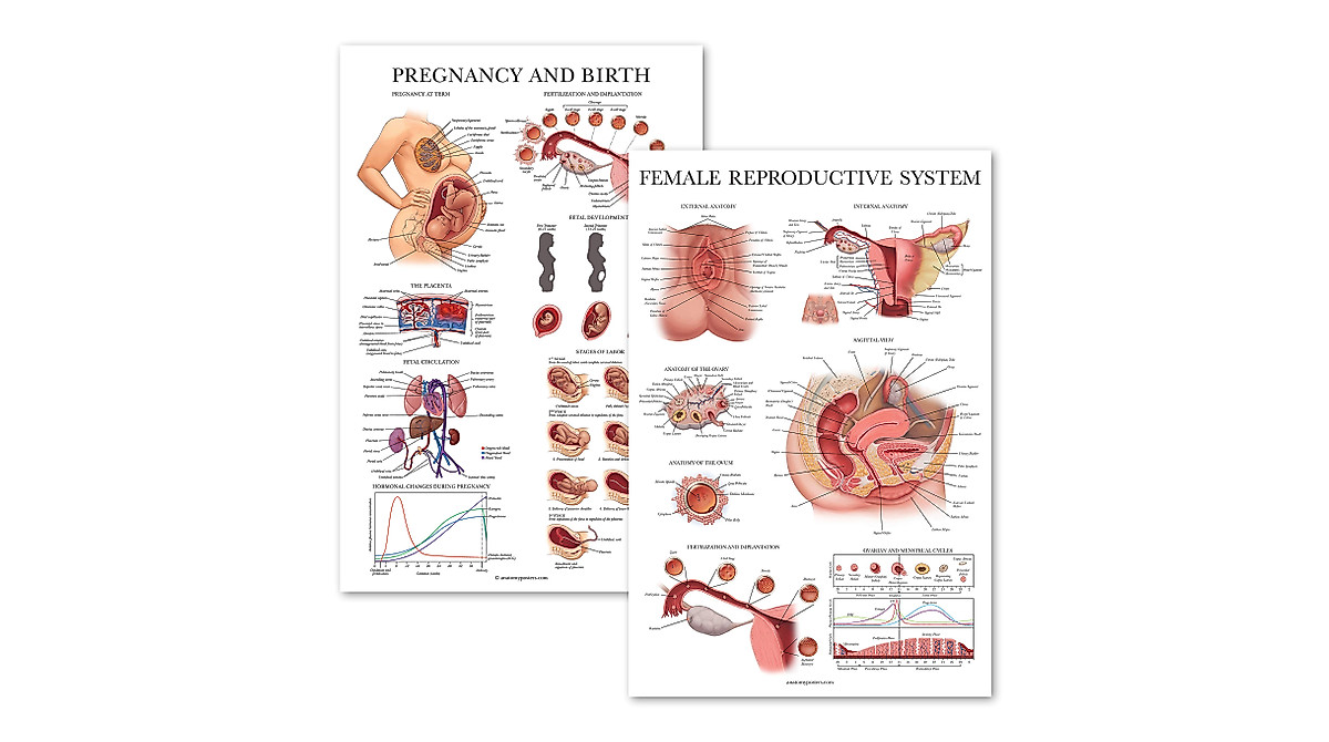 Female Reproductive & Pregnancy Anatomy Posters Set | Durable Learning ...