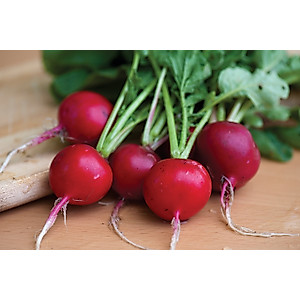 Burpee Cherry Belle Radish Seeds 2000 seeds