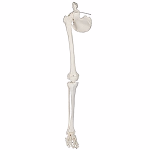 Axis Scientific Human Leg Skeleton Bundle, Life-Size 36" Anatomical Model with All Leg Bones, Removable Hip Joint and Fully Articulated Foot and Detailed Product Manual