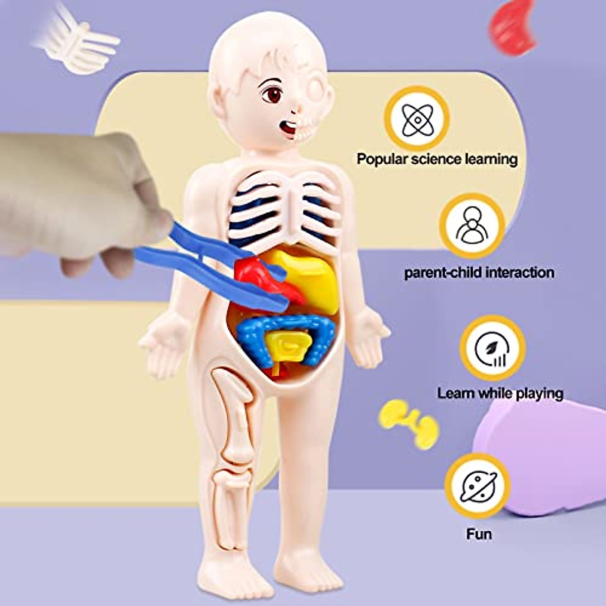 cdar Human Body Model for Kids,Human Torso Anatomy Model with Heart Brain Skeleton Head Model,Education Display 1 Set