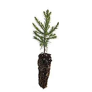 Giant Sequoia | Small Tree Seedling | The Jonsteen Company