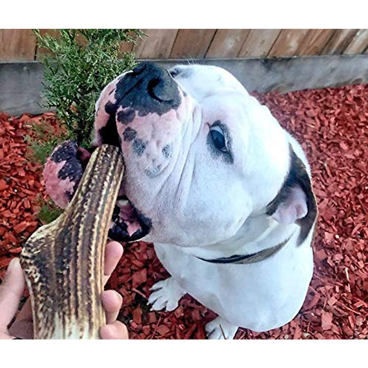 WhiteTail Naturals | 1 Pound (lb) Bundle | Extra Hard Axis Deer Antlers for Dogs | Naturally Shed Organic Antler Dog Chews | for Aggressive Chewers Only