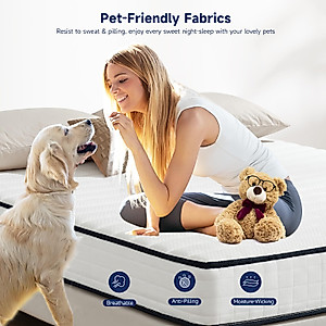 Z-hom Queen Mattress 8 Inch, Queen Size Mattresses Hybrid Innerspring Mattress in a Box, Queen Foam Spring Mattress with Motion Isolation & Pressure Relief for Queen Bed Frames, Medium Soft, White