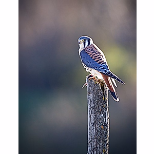 Sigma 150-600mm F5-6.3 DG OS HSM Zoom Lens (Contemporary) for Canon DSLR Cameras - (Certified Refurbished)