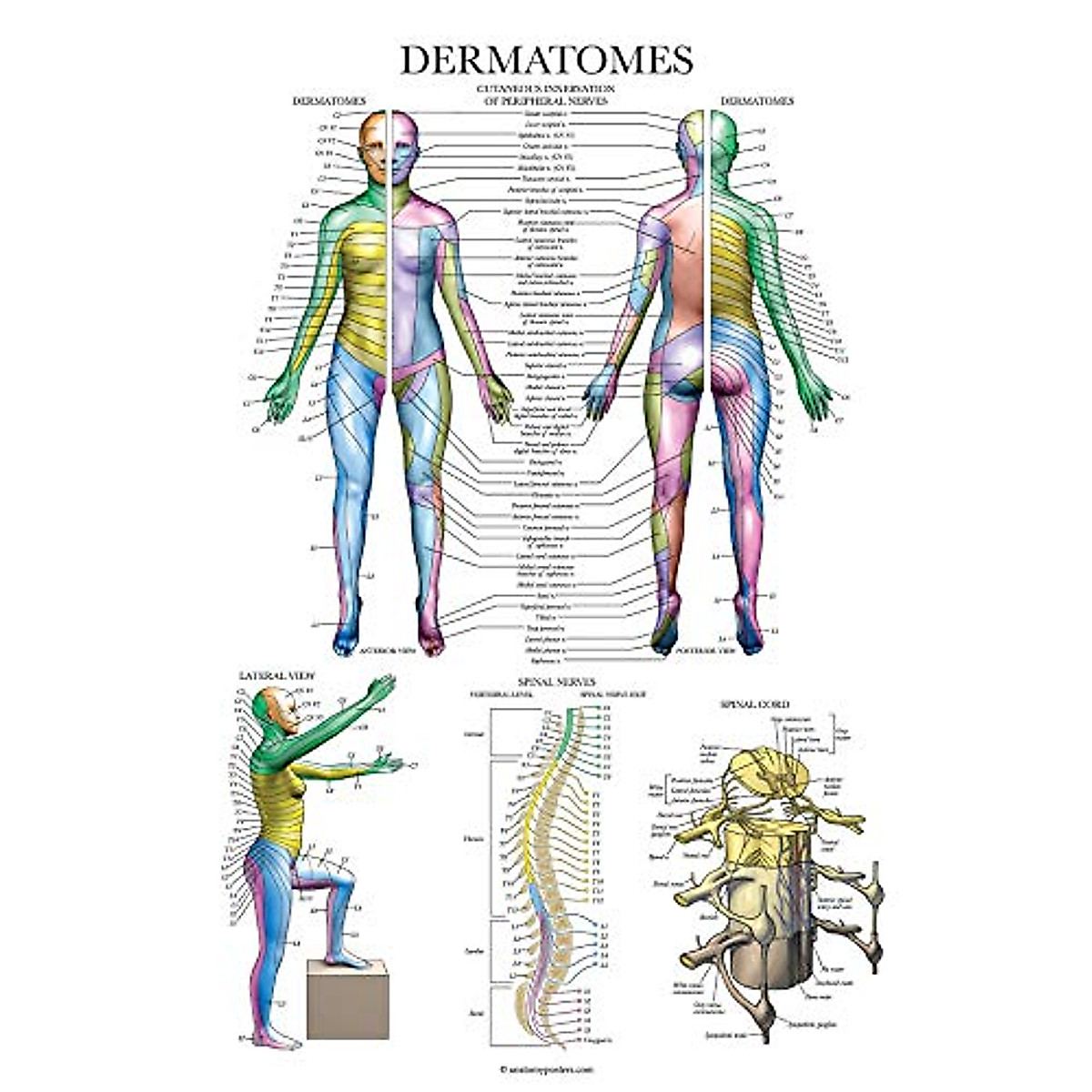 Palace Learning Dermatomes & Nervous System Anatomical Chart - Dermatomes Anatomy Poster
