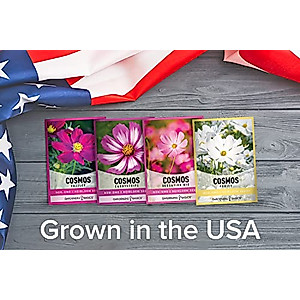 Cosmos Seeds for Planting Outdoors Flower Seeds (4 Variety Pack) Cosmos Candystripe, Sensation Mix, Dazzler, Purity Pink and White Varieties for Bees, Pollinators Wildflower Seed by Gardeners Basics