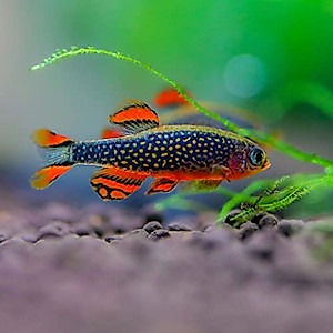 Neat&Tidy Galaxy Rasbora/Celestial Pearl Danio Small - 8 Pack Live Freshwater Aquarium Fish