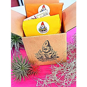 The Drunken Gnome AIR Plants – Andreana – 3 Pack - air Purifying Flowering Tillandsia for Terrarium, Fairy Garden Starter kit, Home Office, Indoor Outdoor, Corporate Gift (3 Pack)