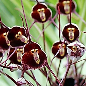 QAUZUY GARDEN 100 Rare Monkey Face Orchid Plant Seeds Monkey Orchid Monkey-Like Dracula Simia Seeds Blooms at Any Season Great Garden Gift