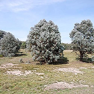 QAUZUY GARDEN 25 Seeds Eucalyptus Cinerea Argyle Apple Mealy Stringbark  Silver Dollar Tree Seeds for Planting-Easy to Grow & Maintain
