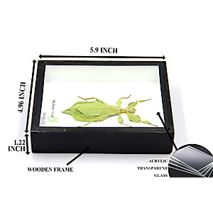 TAXIBUGS Leaf Insect Phylium Sicipholium Genuine Bug Green Brown Taxidermy Butterfly Insect Box Framed Display (Black Wooden Box)